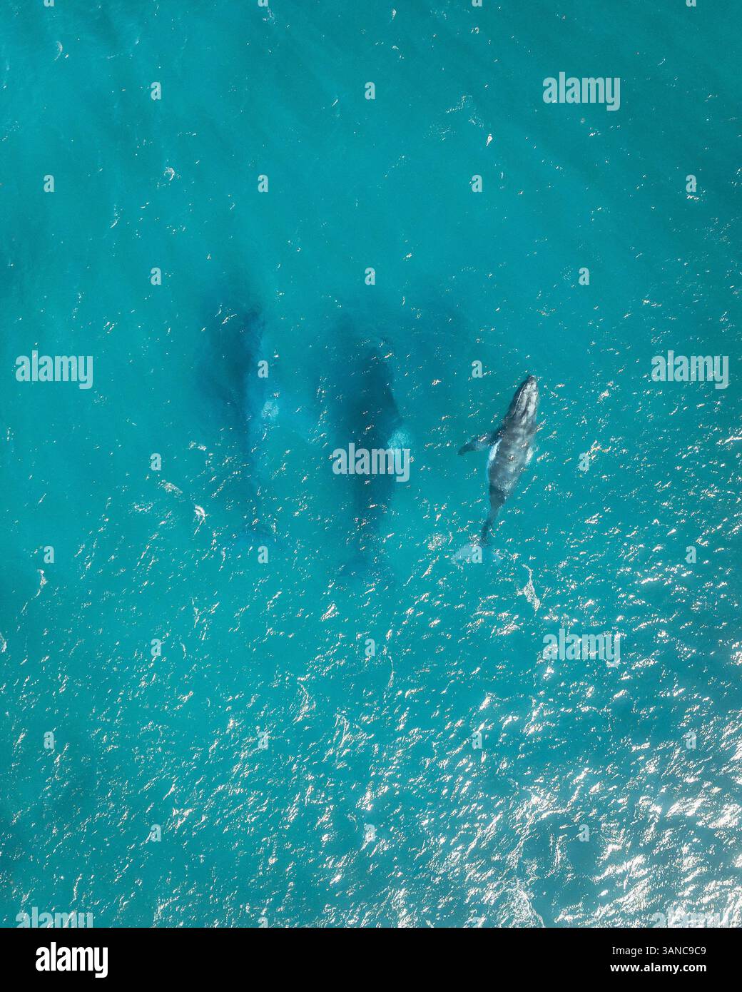 Aerial view of humpback whales swimming in the turquoise ocean, Cape ...
