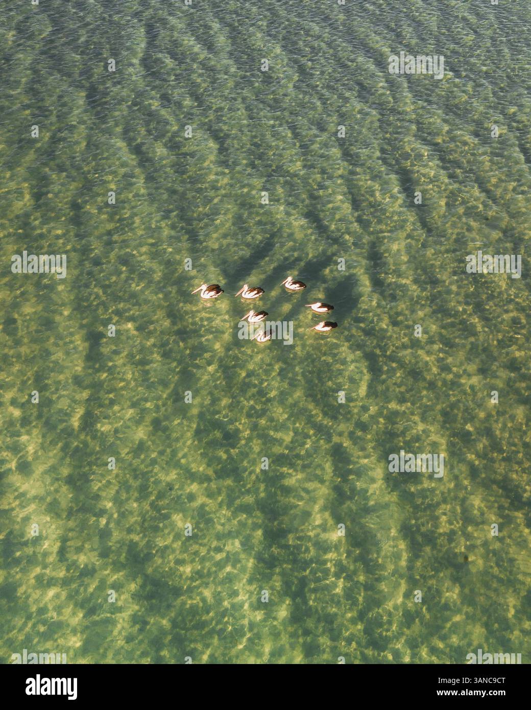 Aerial view of mangrove bay with pelicans and clear water, Cape Range ...