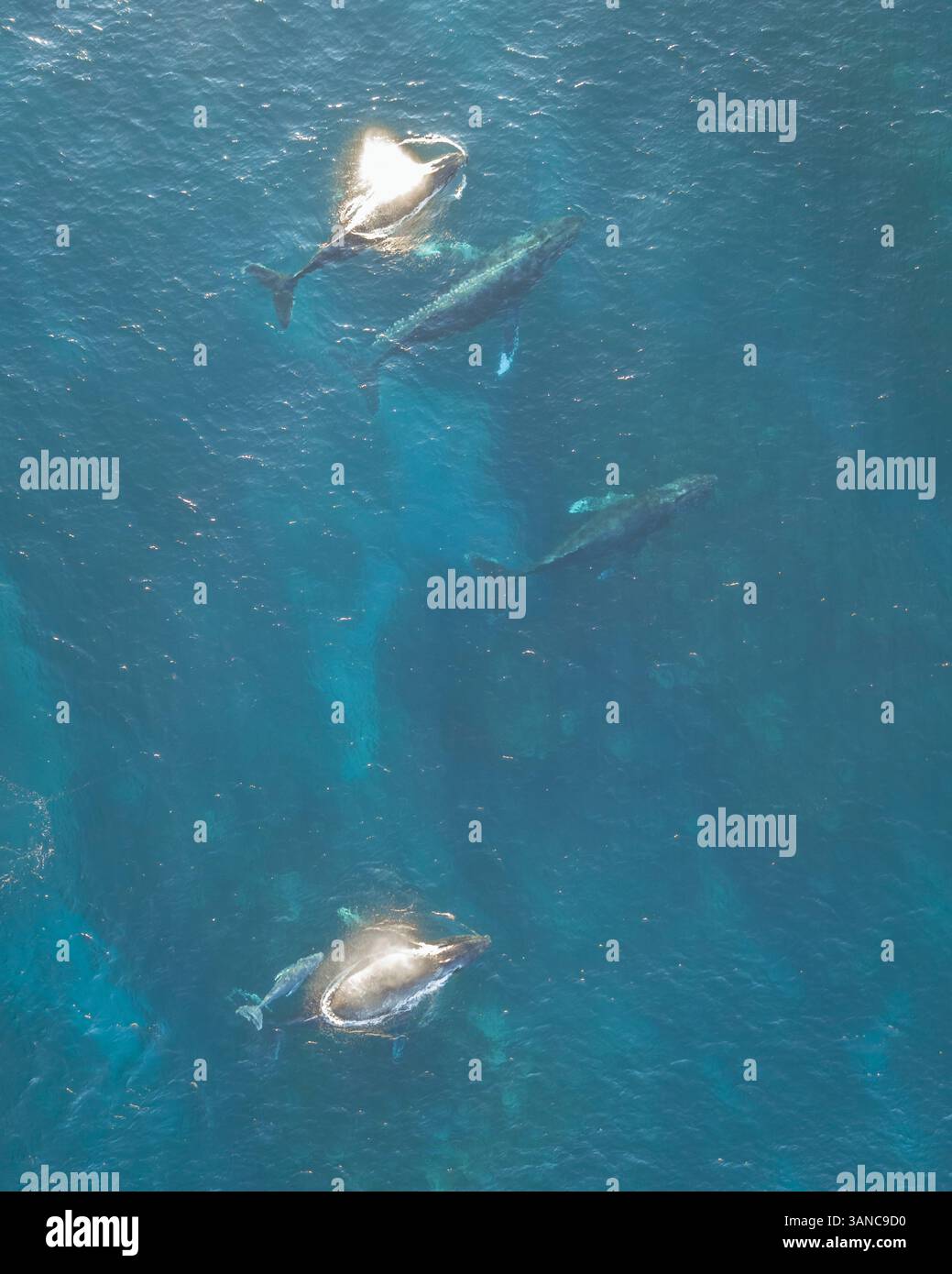 Aerial view of humpback whales swimming in the deep blue ocean, Sandy ...