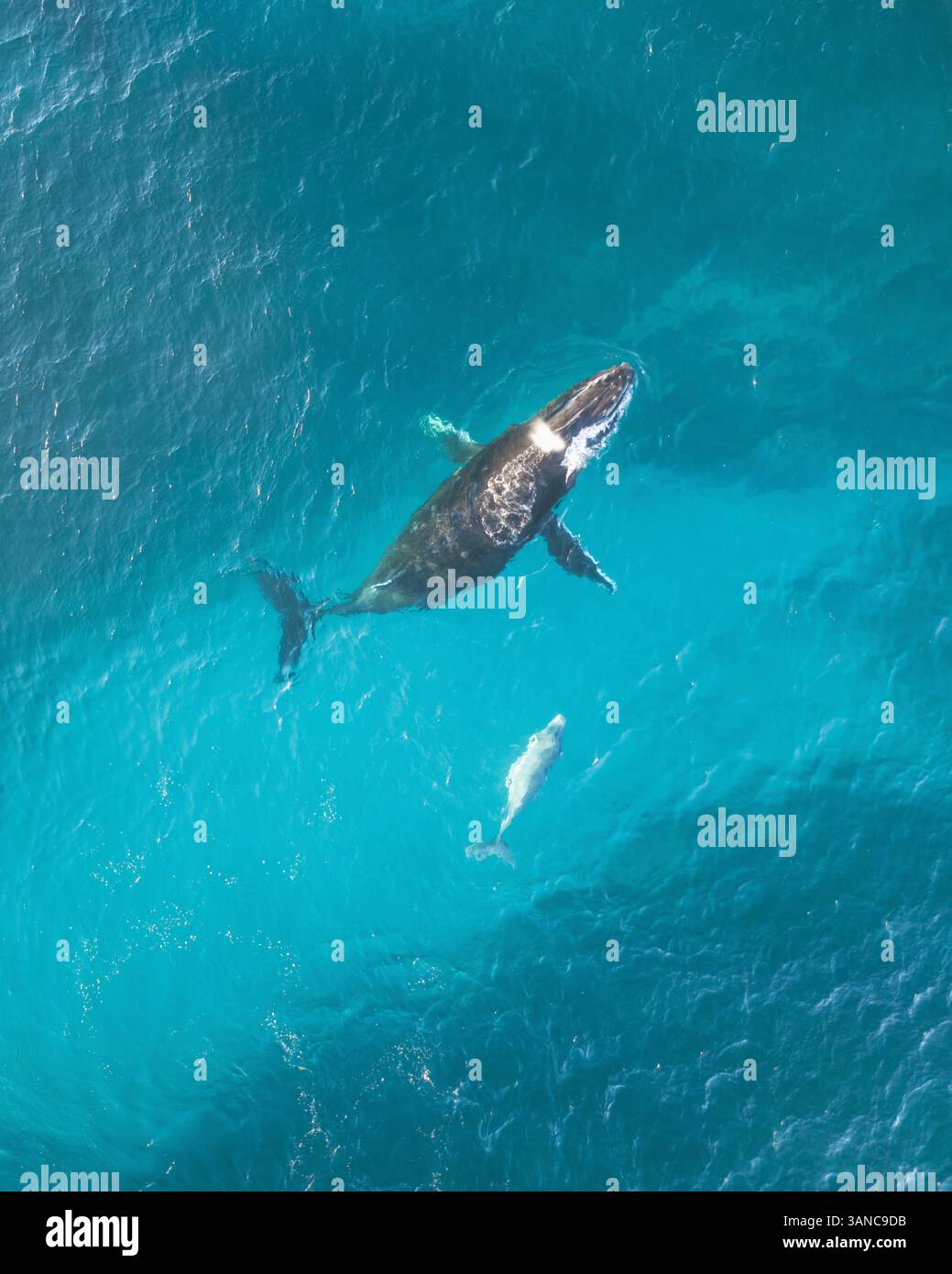 Aerial view of humpback whales swimming in blue water at Sandy Bay ...
