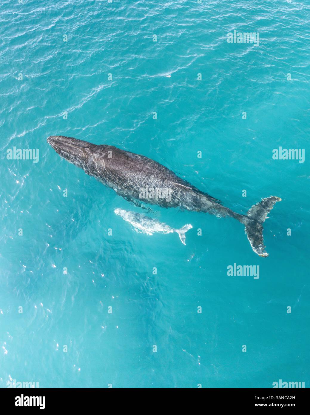 Aerial view of humpback whales swimming in the ocean above Ningaloo ...