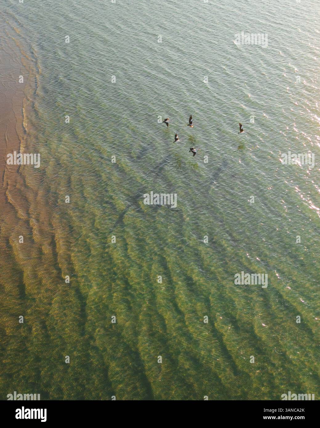Aerial view of mangrove bay with pelicans and tranquil water, Cape ...
