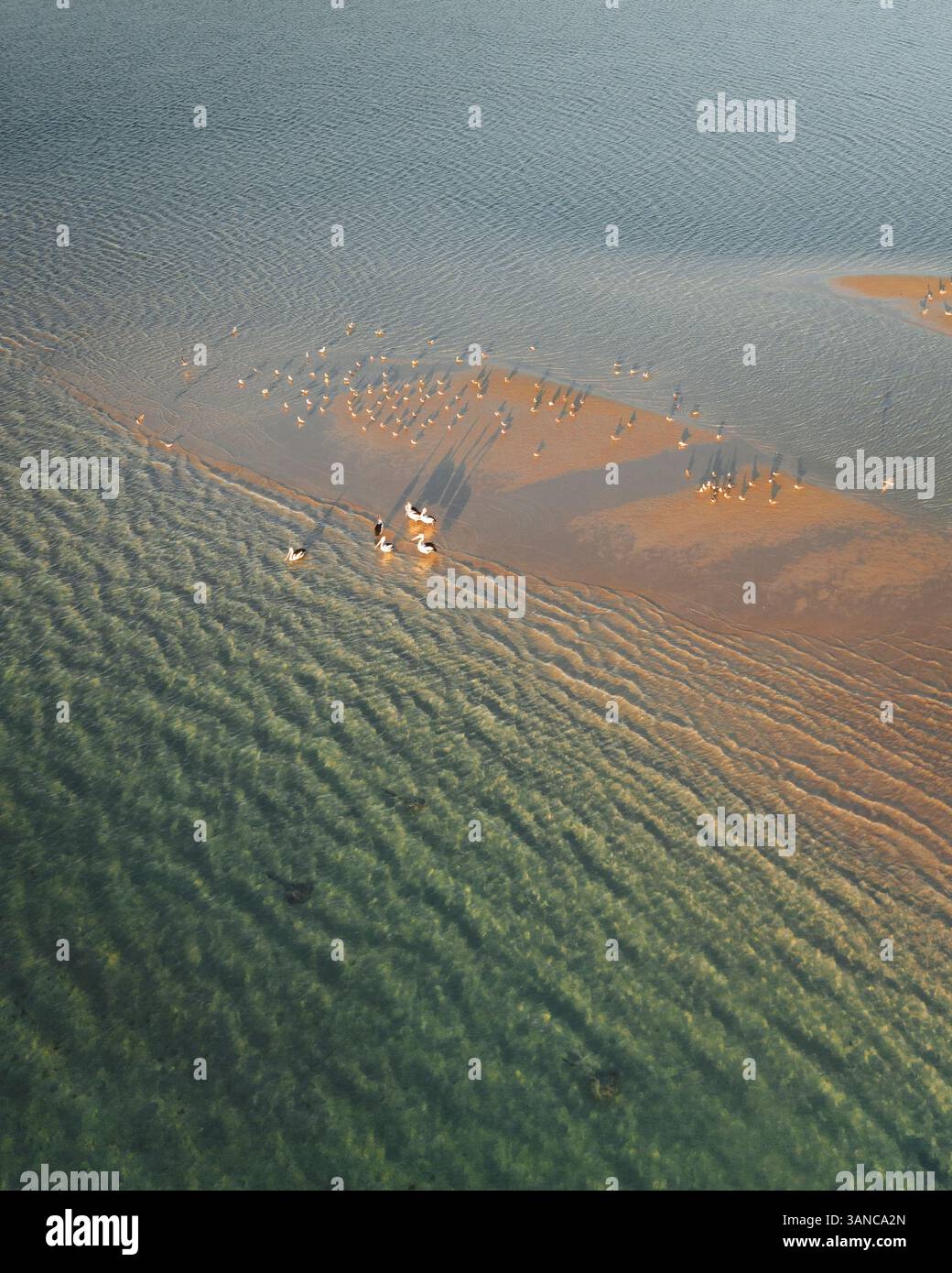 Aerial view of tranquil mangrove bay with pelicans and sandy beach ...