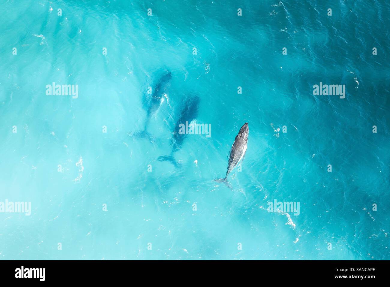 Aerial view of humpback whales swimming in the turquoise ocean, Cape ...