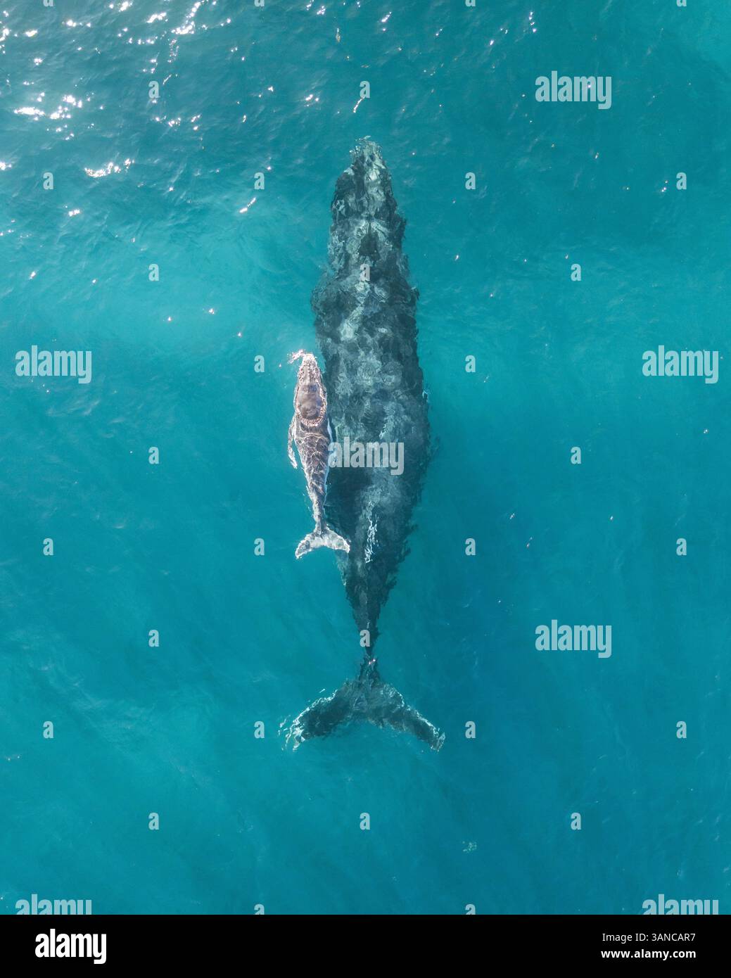 Aerial view of humpback whales swimming with their calf in the ...