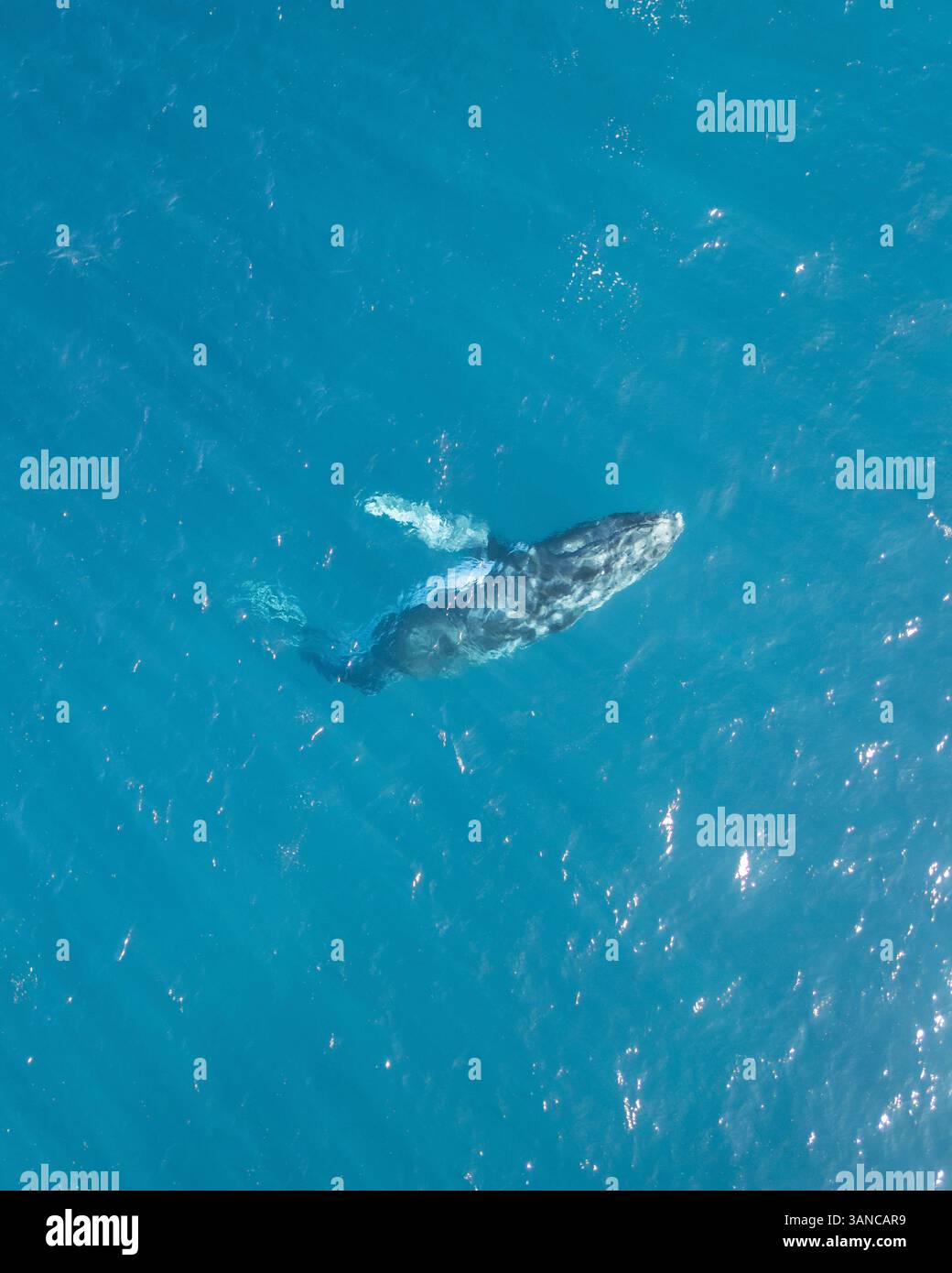 Aerial view of humpback whales swimming in the beautiful Ningaloo Reef ...