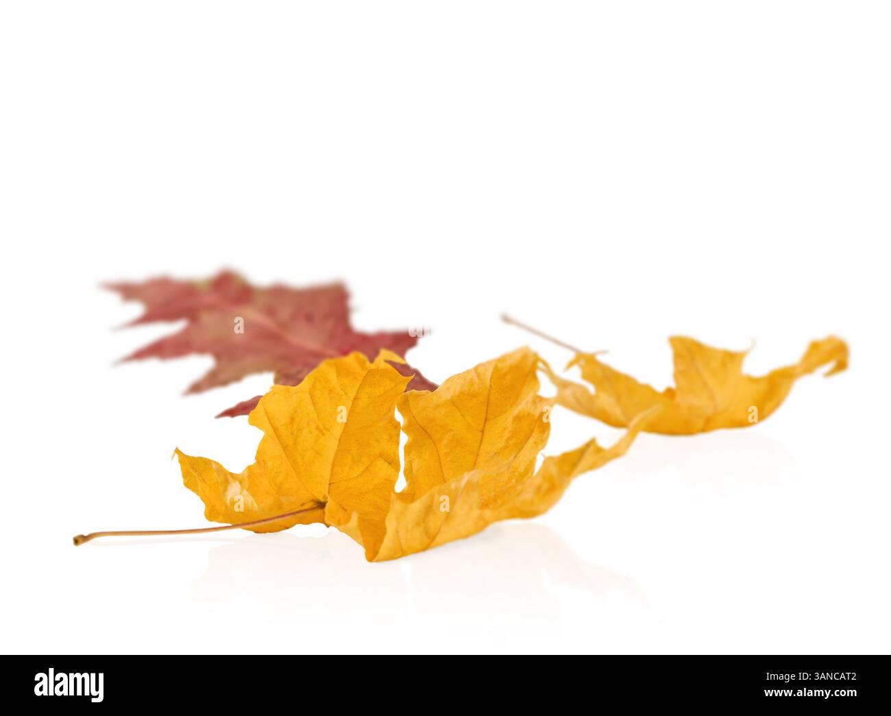 Pile falling maple leaves. Set of falling maple leaves isolated on ...