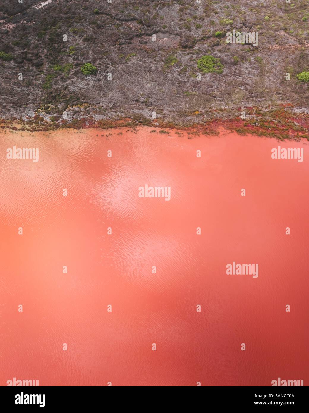 Aerial view of the vibrant pink lake Hutt Lagoon with a striking ...