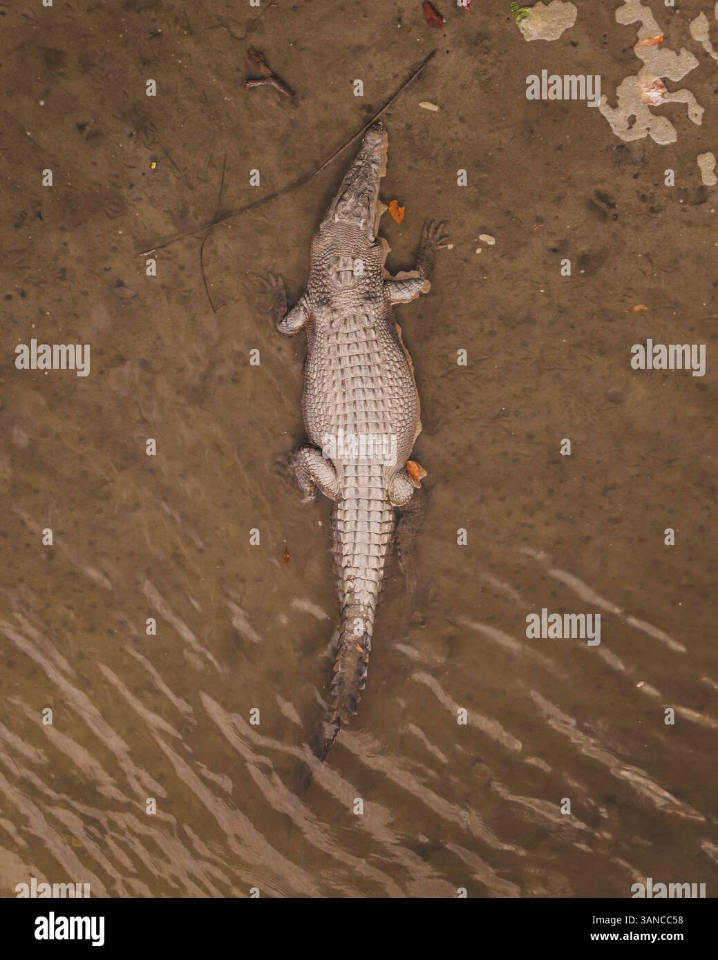 Aerial view of saltwater crocodile resting on the riverbank with muddy ...
