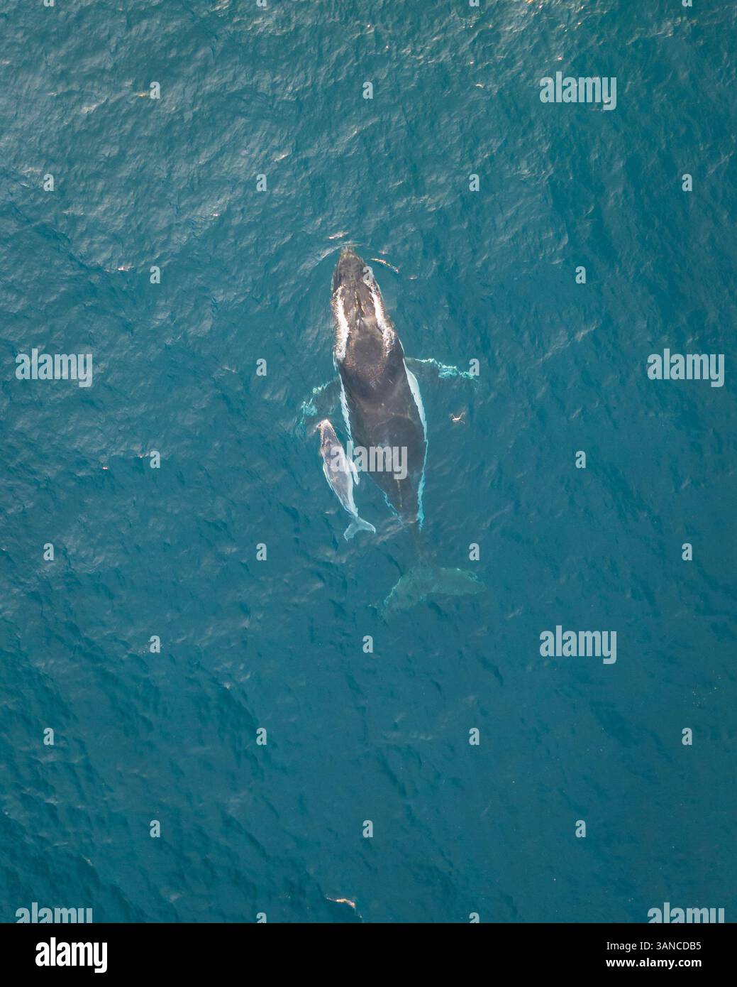 Aerial view of humpback whales swimming in the beautiful ocean, North ...