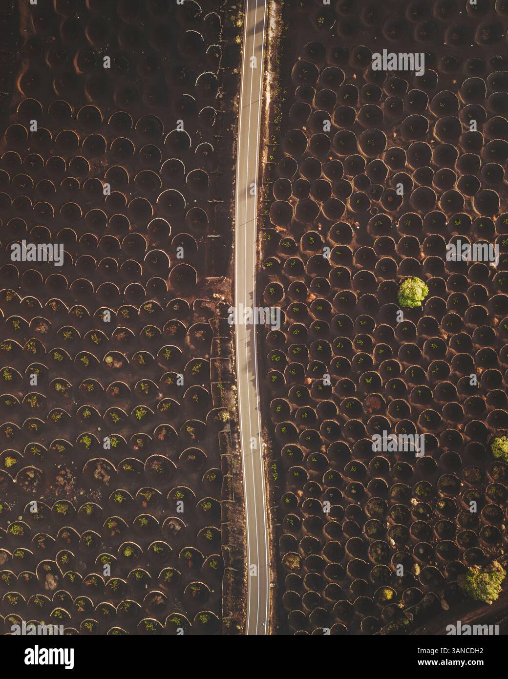 Aerial view of volcanic vineyard landscape with winding road and ...