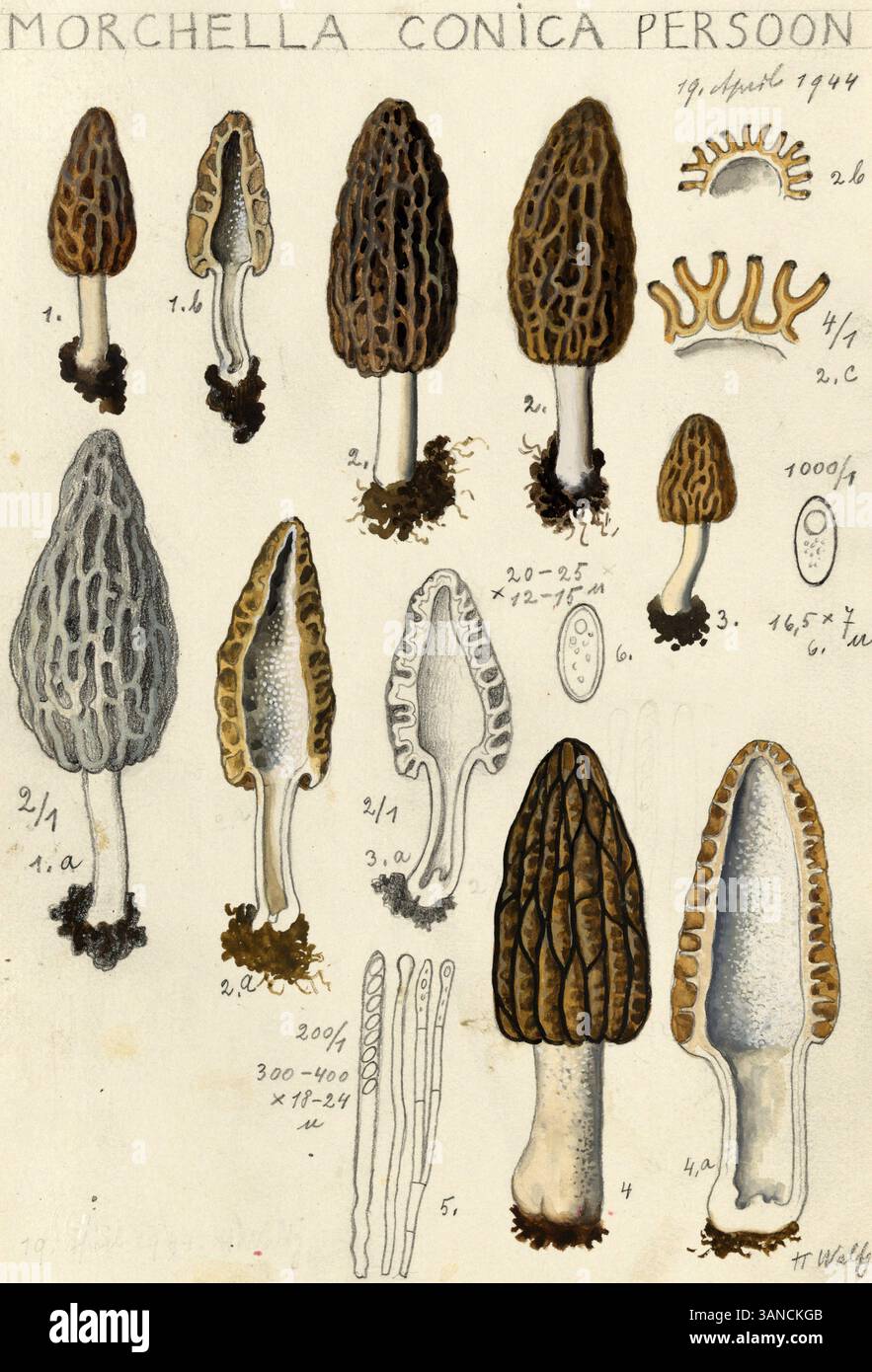 Pilz, Pilze, Spitzmorchel, Morchella elata, Syn. Morchella conica ...