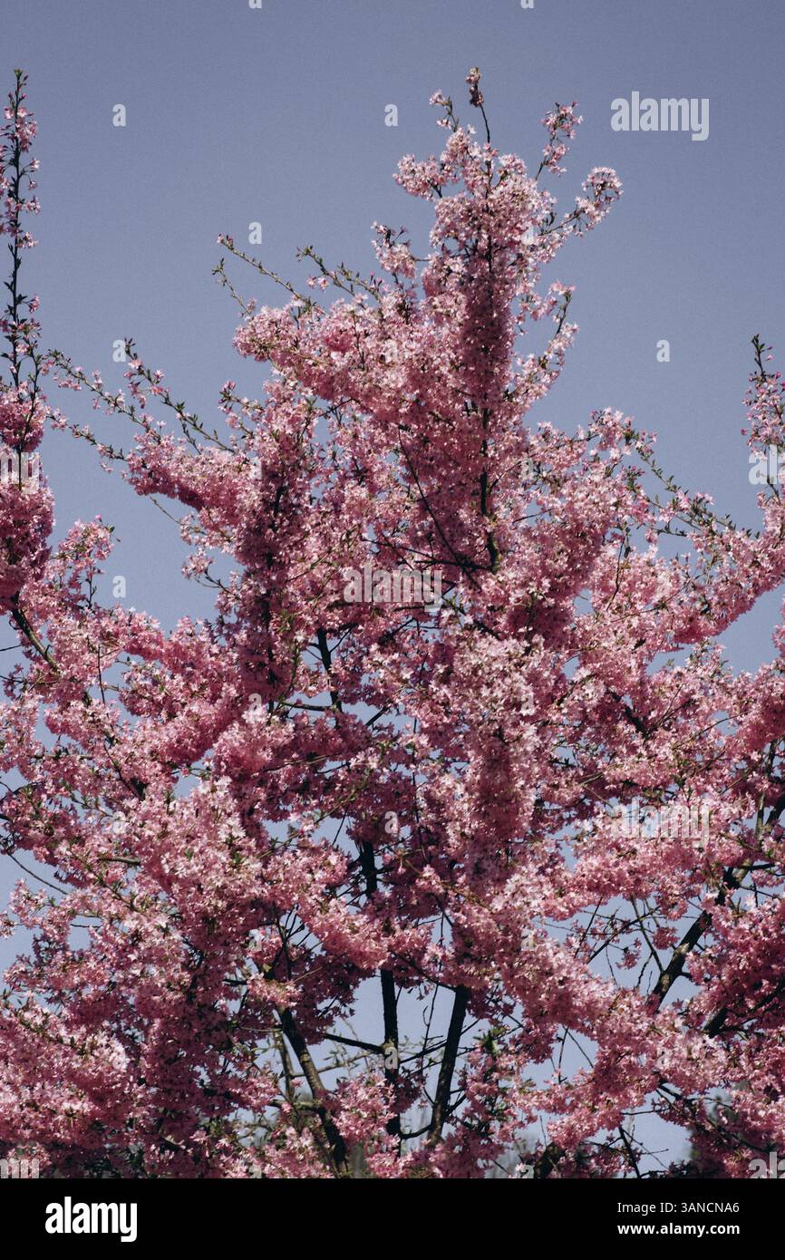 Prunus persica in Botanical garden of Warsaw, Poland. Beautiful ...
