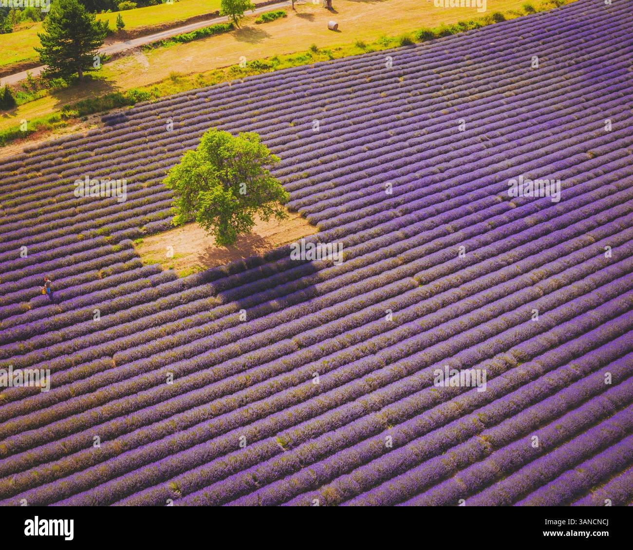 Aerial view of a Lavender Field near Aurel, Provence, France Stock ...