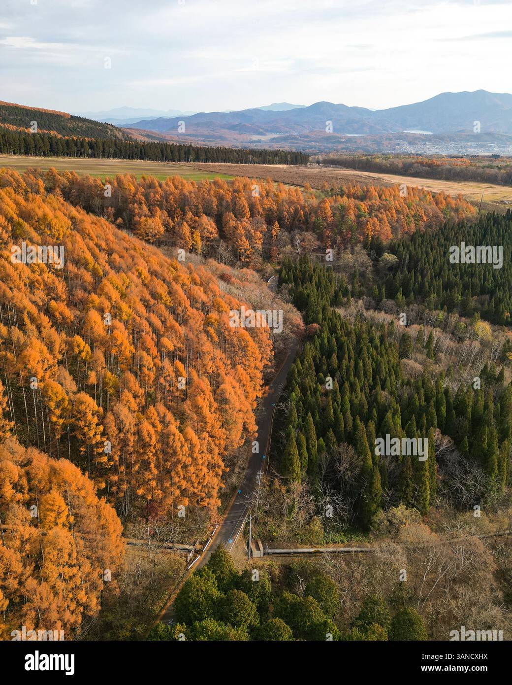 Aerial view of a road through a forest of yellow leaves trees ...