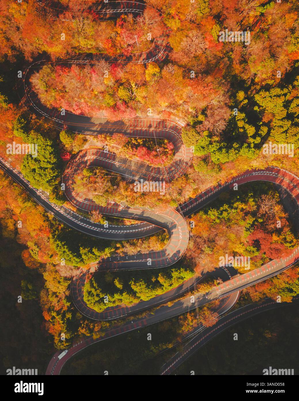 Aerial view of the tortuous road 732 at sunrise during koyo season ...