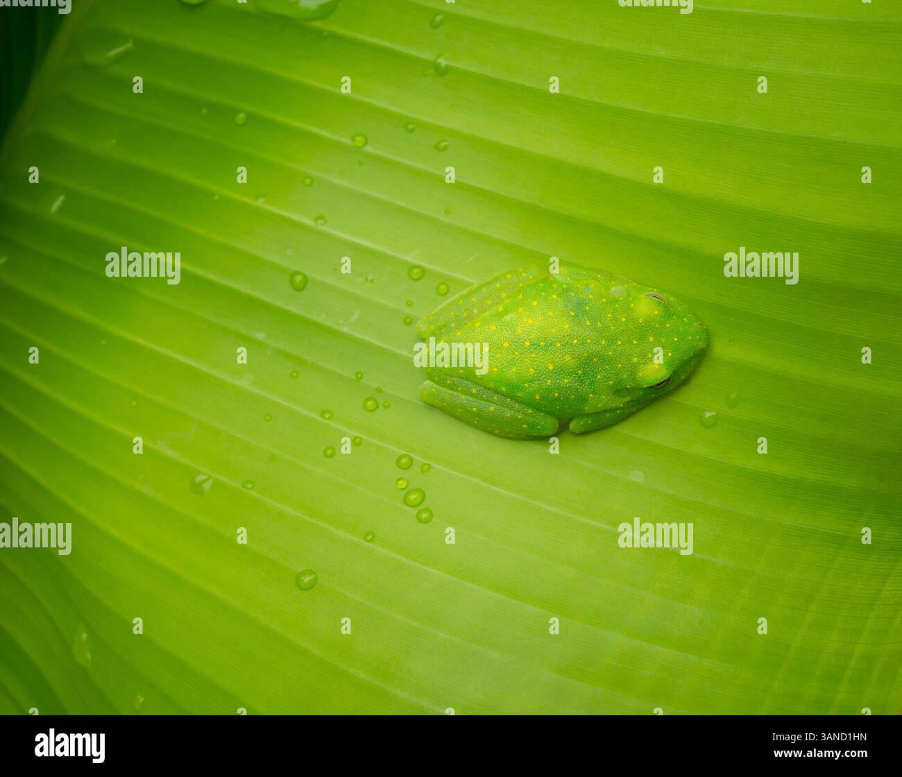 A bright green centrolenidae, glass frog with yellow dots rests on a ...