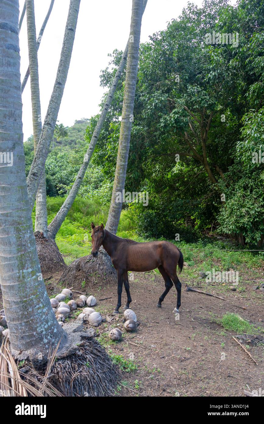 A brown horse stands among coconut trees in Nuku Hiva, Marquesas ...