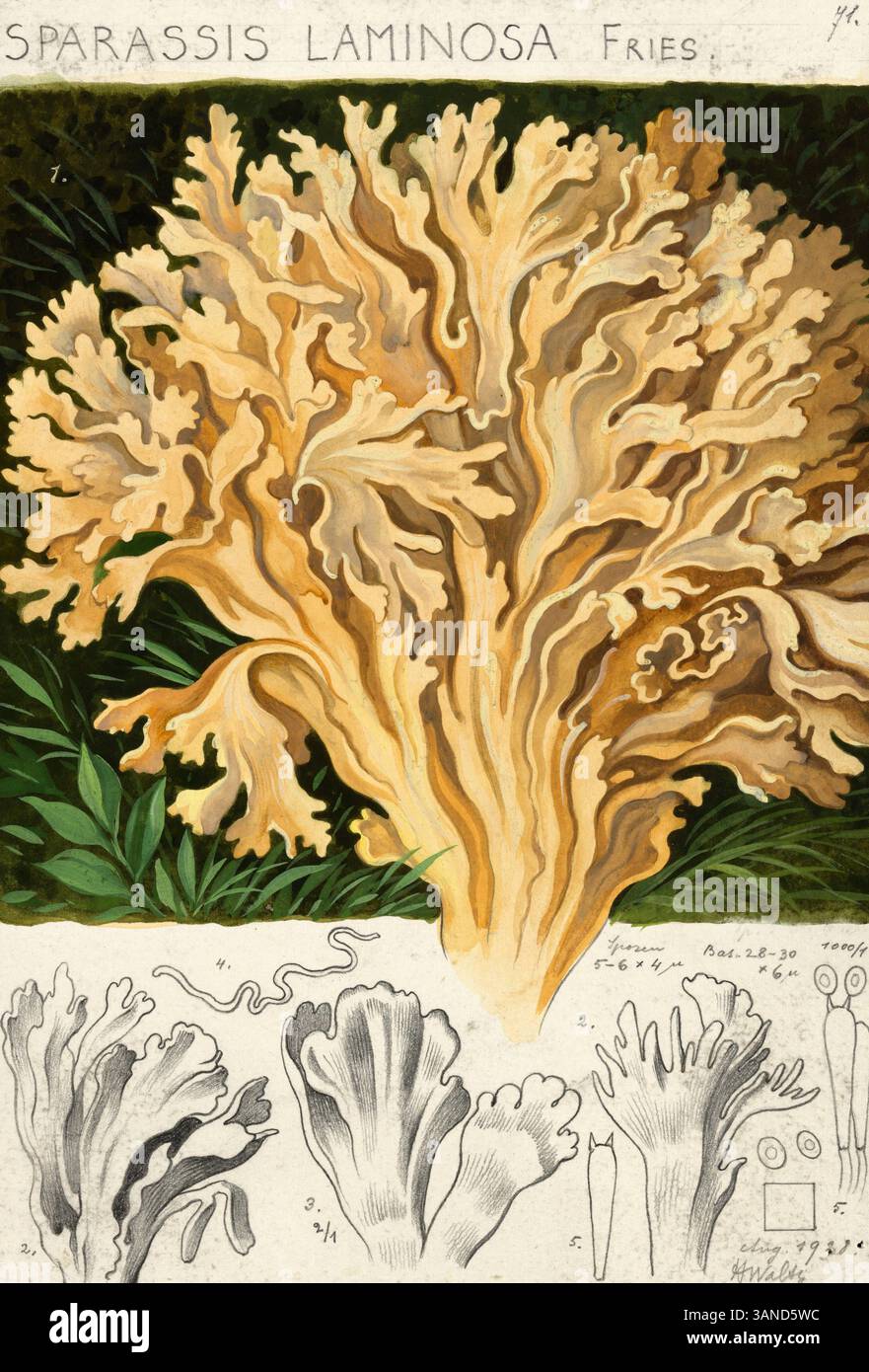 Pilz, Pilze, Breitblättrige Glucke, Sparassis brevipes, Syn. Sparassis ...