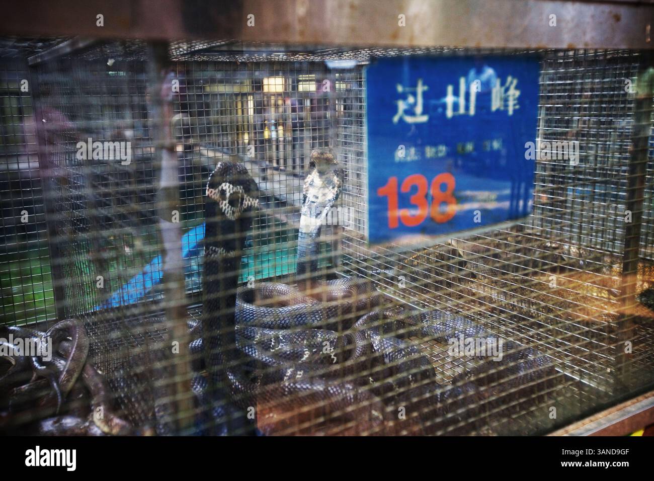 Oct 23, 2009 - Guangzhou, Guandong, China - Caged Cobra's at the ...