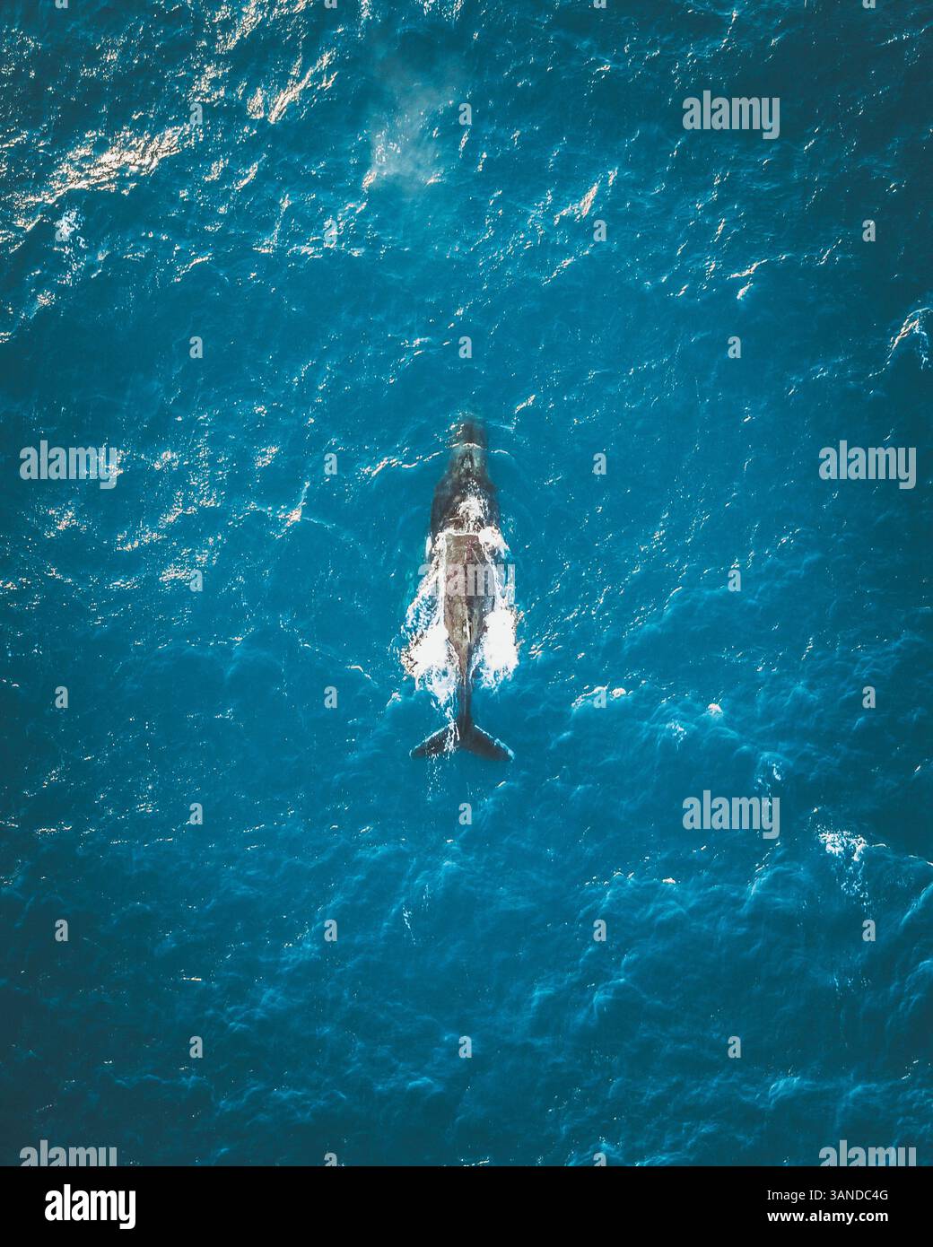 Aerial view of a Humpback Whale near Noosa in Queensland, Australia ...