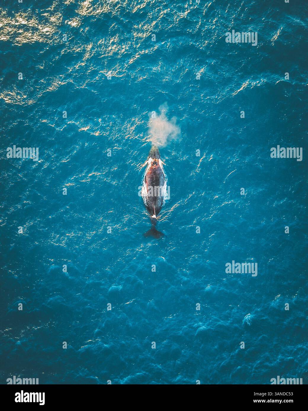 Aerial view of a Humpback Whale near Noosa in Queensland, Australia ...