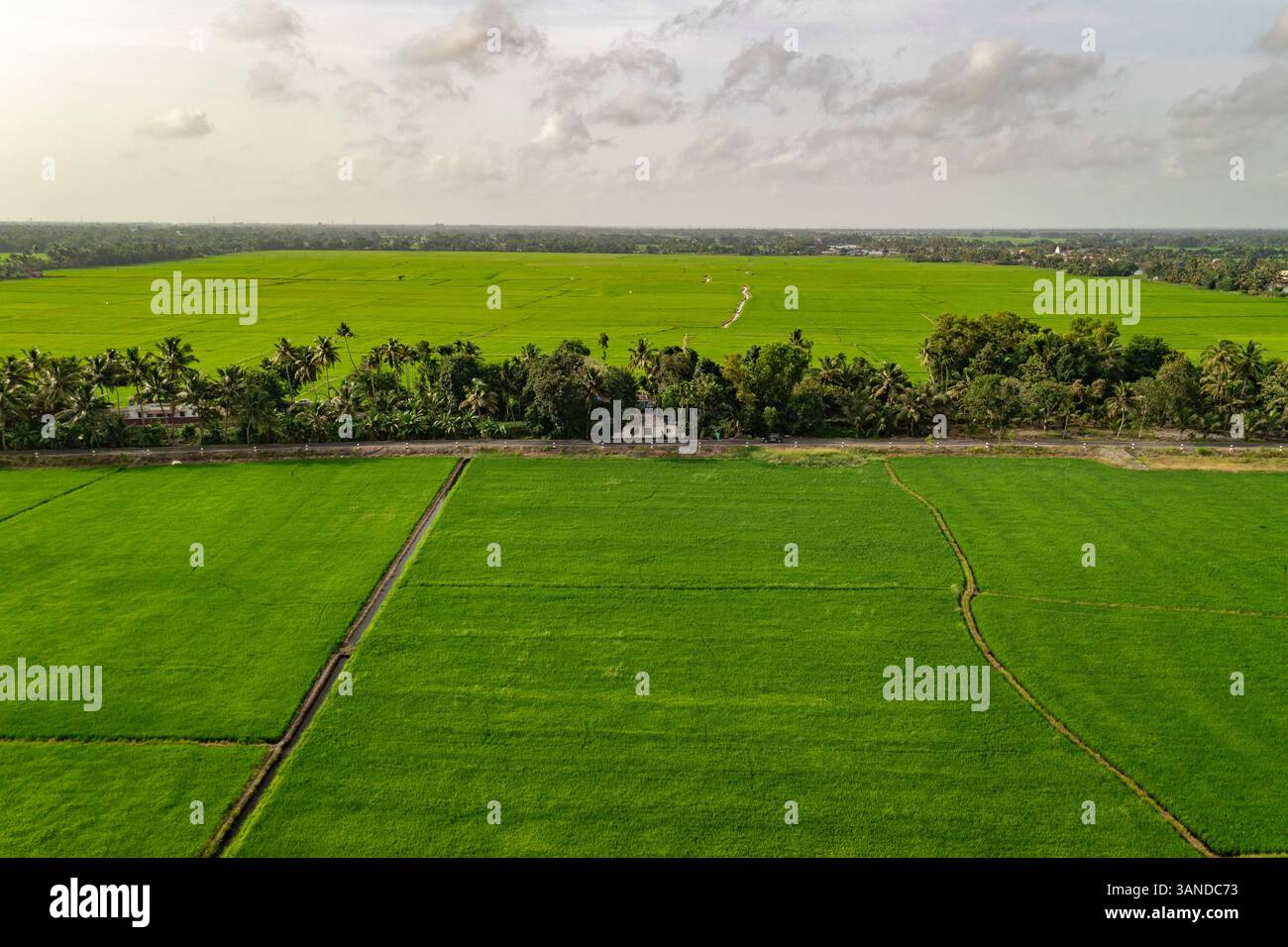 Aerial view of a road across the fields with houses in Alappuzha ...