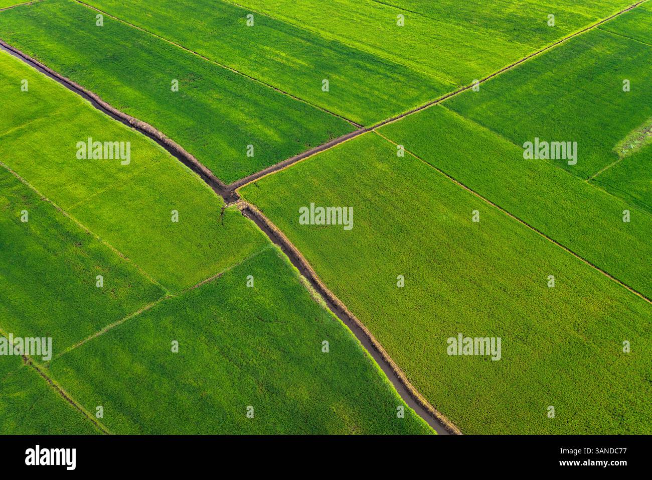 Aerial view swamp canals hi-res stock photography and images - Alamy