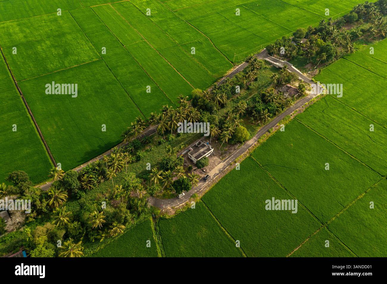 Aerial view of a road across the fields with houses in Alappuzha, Kerala, India Stock Photo - Alamy