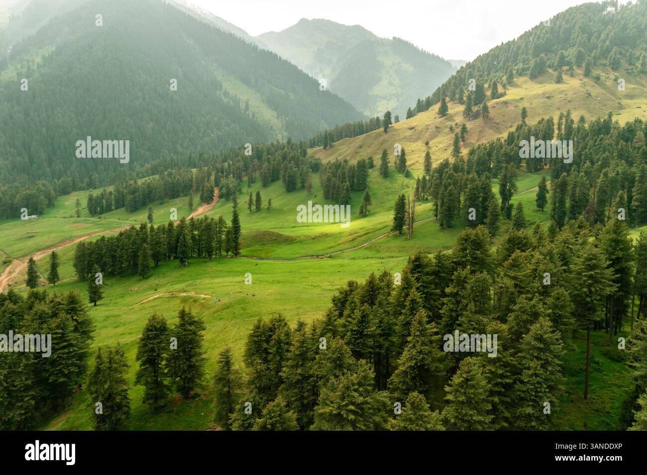 Aerial view of forest near Arow, with expanse of pine trees, Arow ...