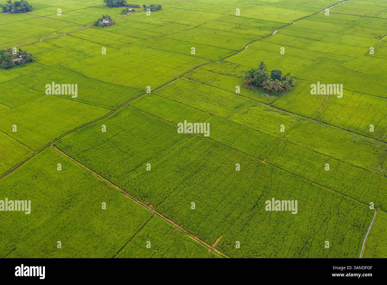 Aerial view of the paddy fields, Kerala, India Stock Photo - Alamy