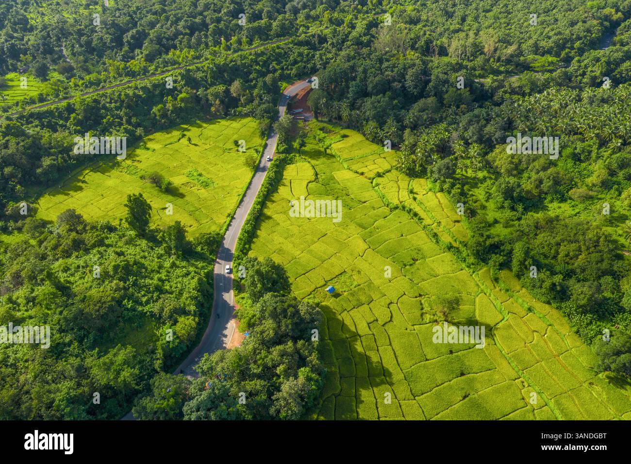 Aerial view of road passing through paddy fields, Goa, India Stock ...
