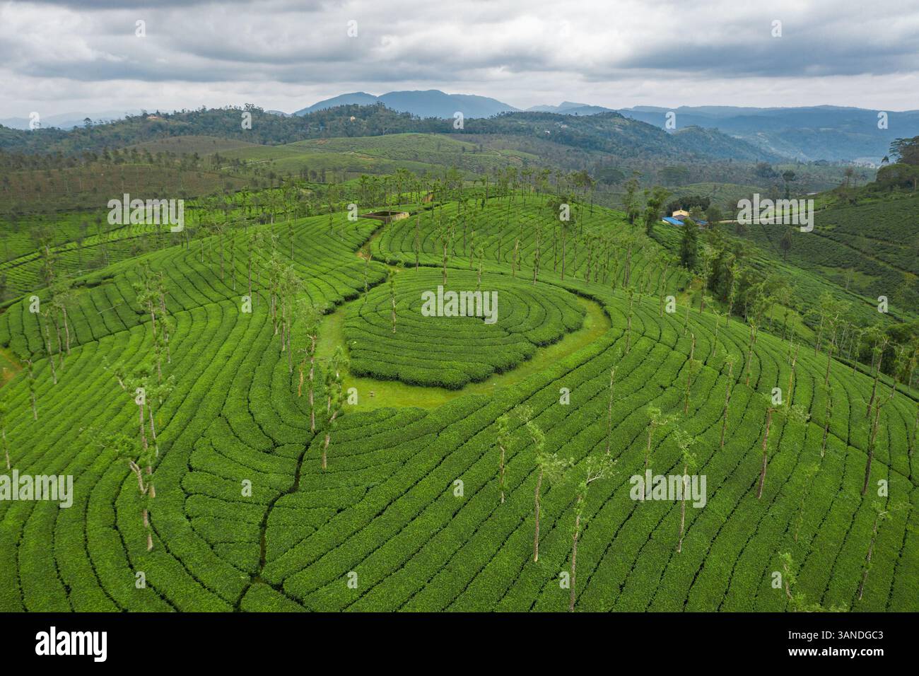 Aerial view tea plantations hi-res stock photography and images - Alamy