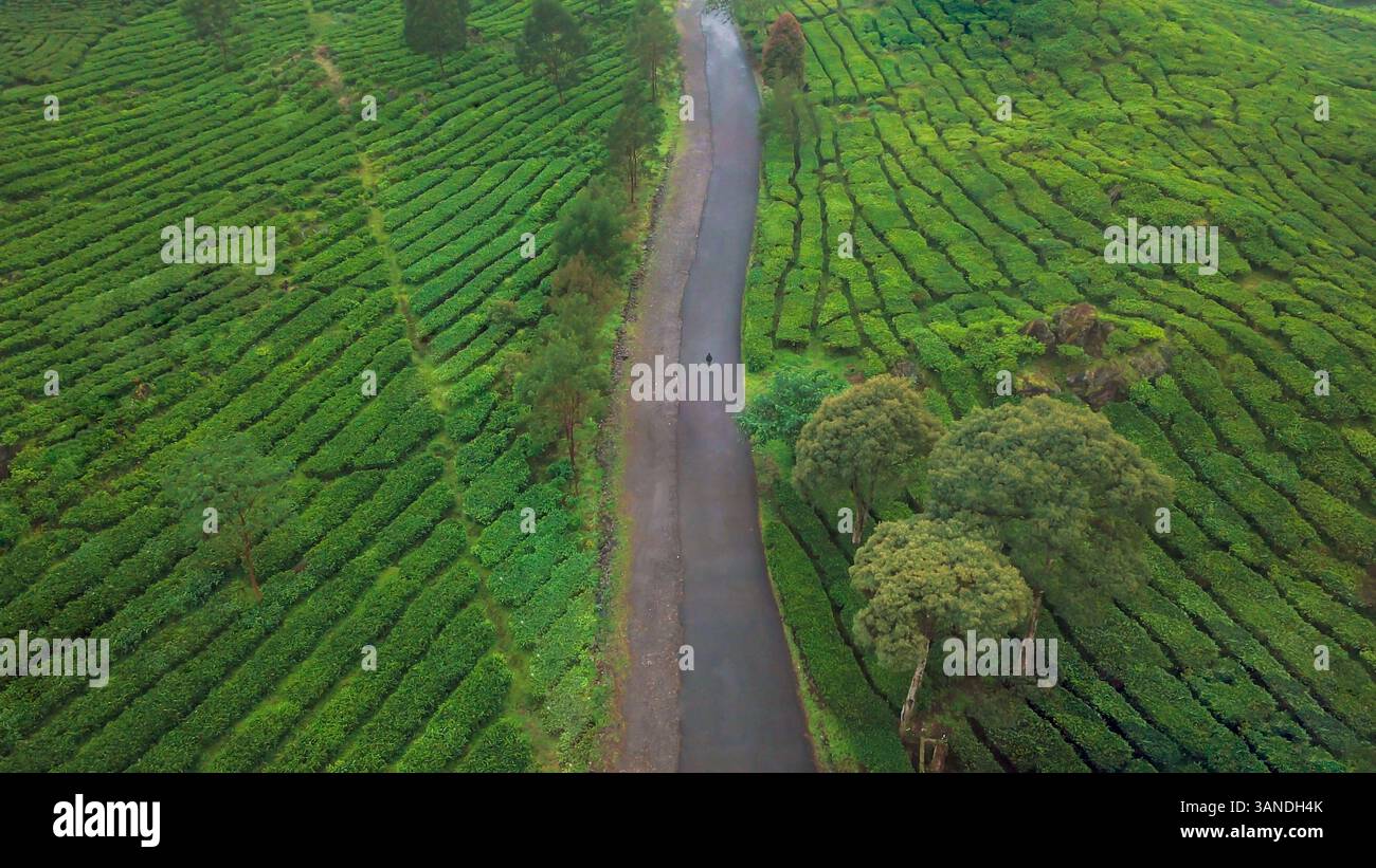 Aerial view of a man walking on a road through the Rancabali tea ...