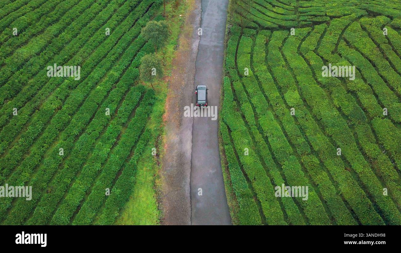Aerial view of a car passing through the Rancabali tea plantations on a ...