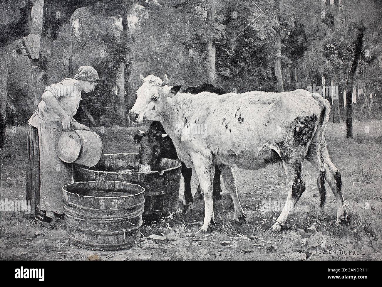 In the pasture, a maid brings water for the cows and pours it into a ...