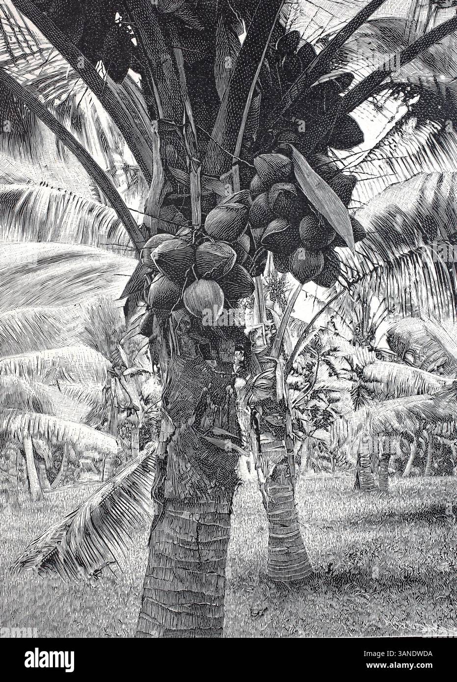German colony in the South Seas, coconut palm with ripe fruits on Samoa ...