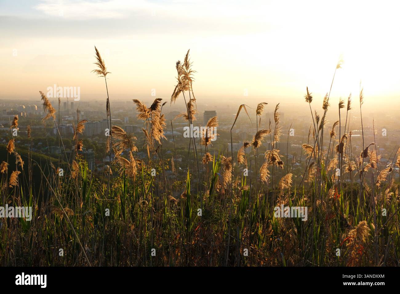 Vegetation on the slopes, in the foothills of Almaty. Flowering trees ...