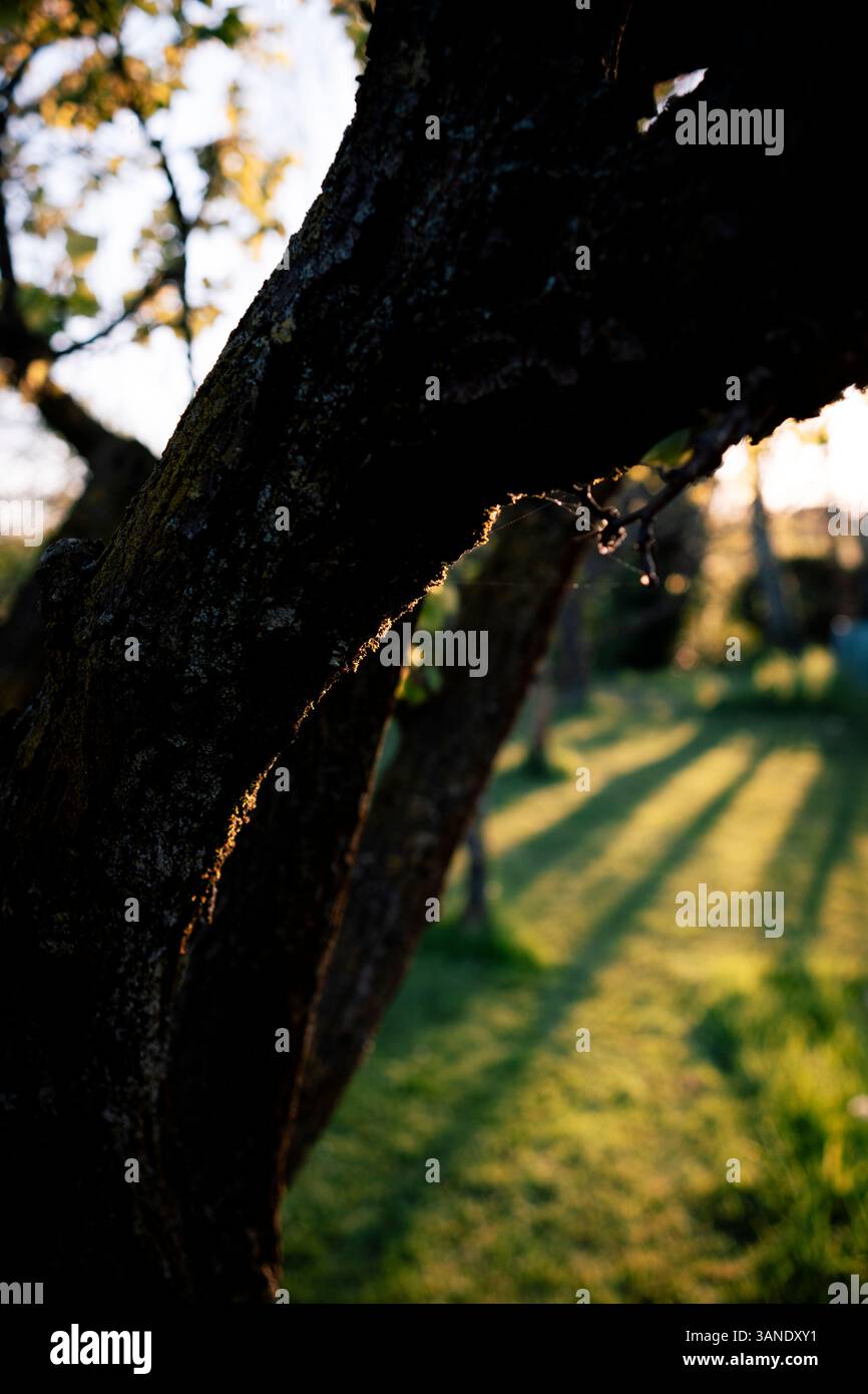 Tree trunk in backlight with grass shadows and warm sunset tones in a ...