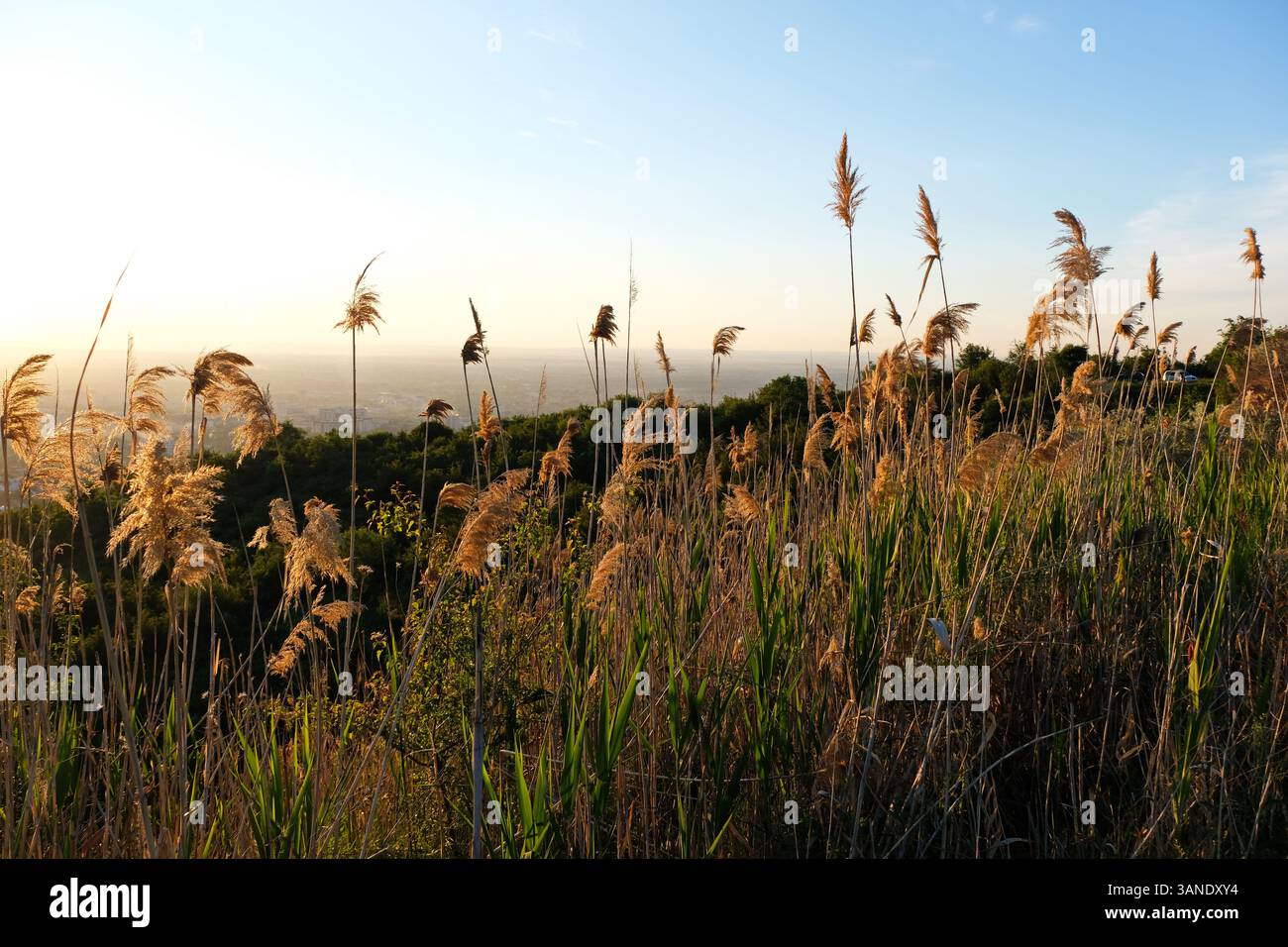 Vegetation on the slopes, in the foothills of Almaty. Flowering trees ...