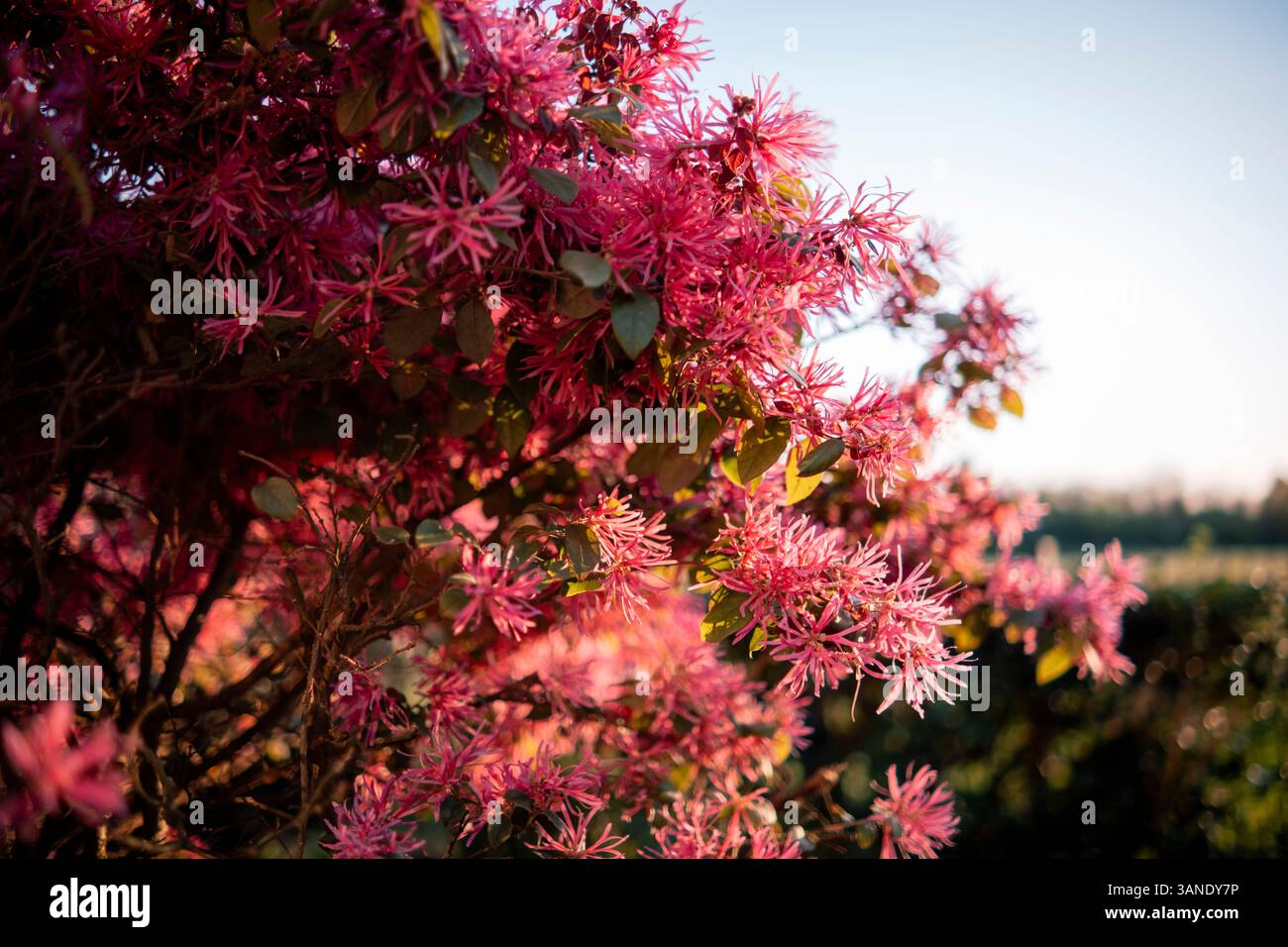 Pink flowering bush in full bloom during golden hour in the countryside ...