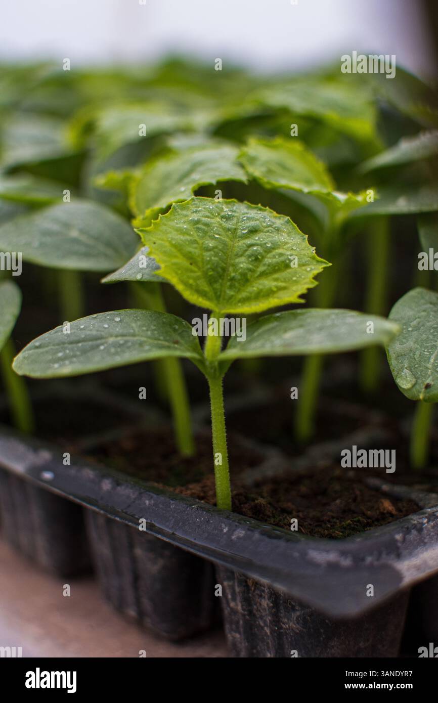 Cucamber plant hi-res stock photography and images - Alamy