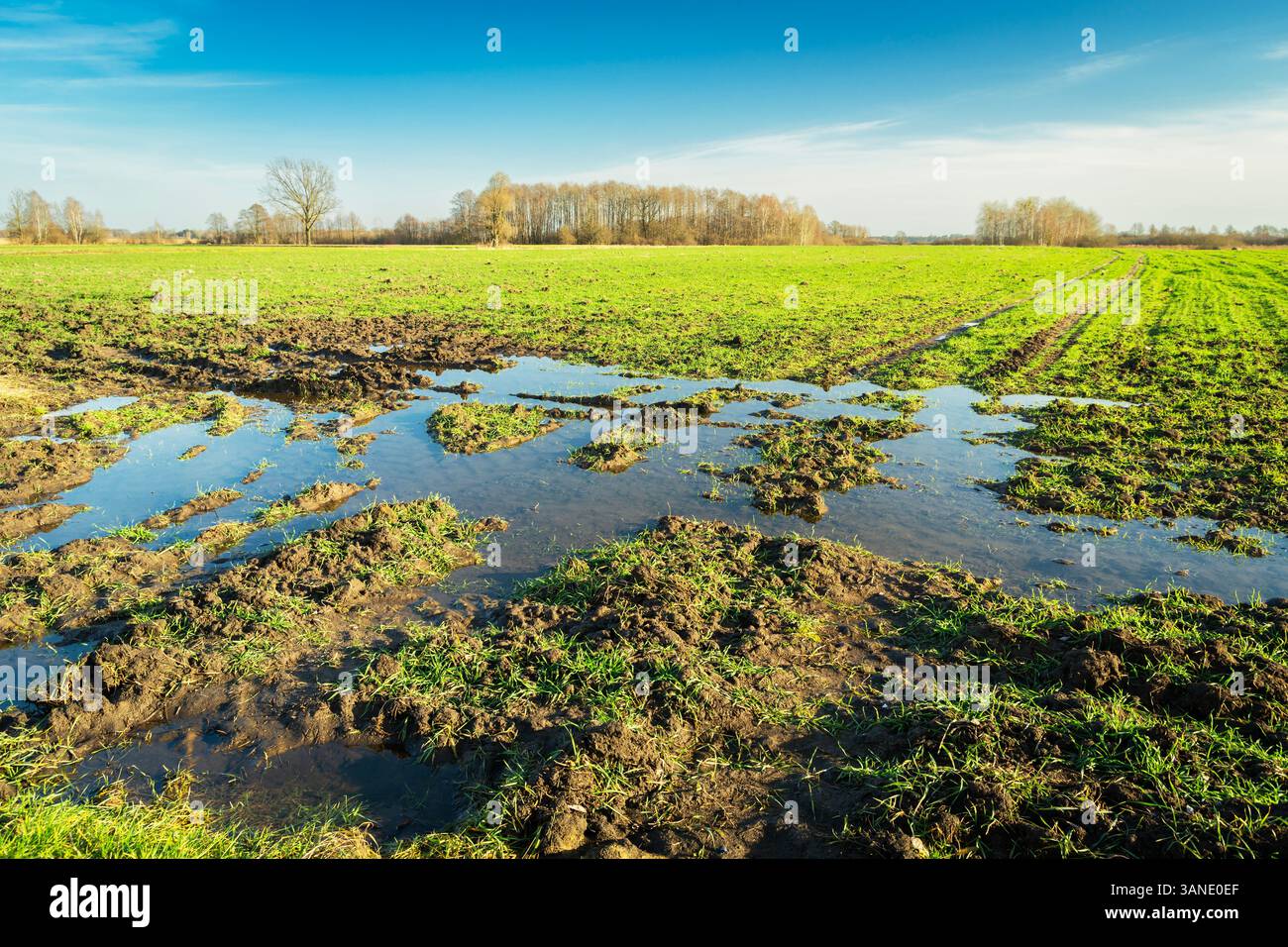 Rain flooded farm field crop hi-res stock photography and images - Alamy
