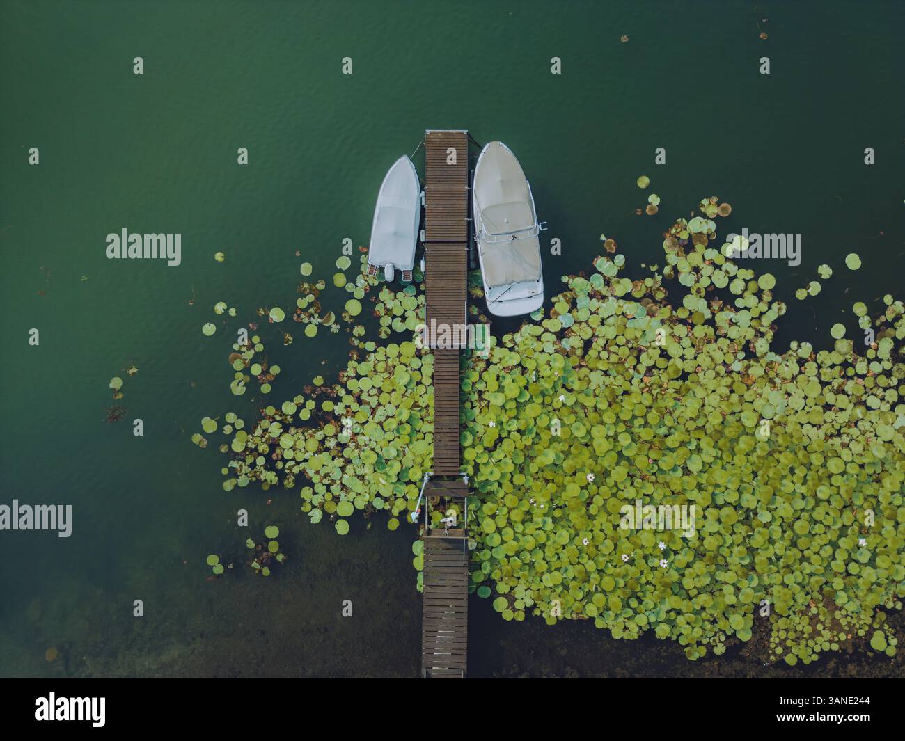 Aerial view of Lago di Viverone with lily pads and boats near Anzasco ...