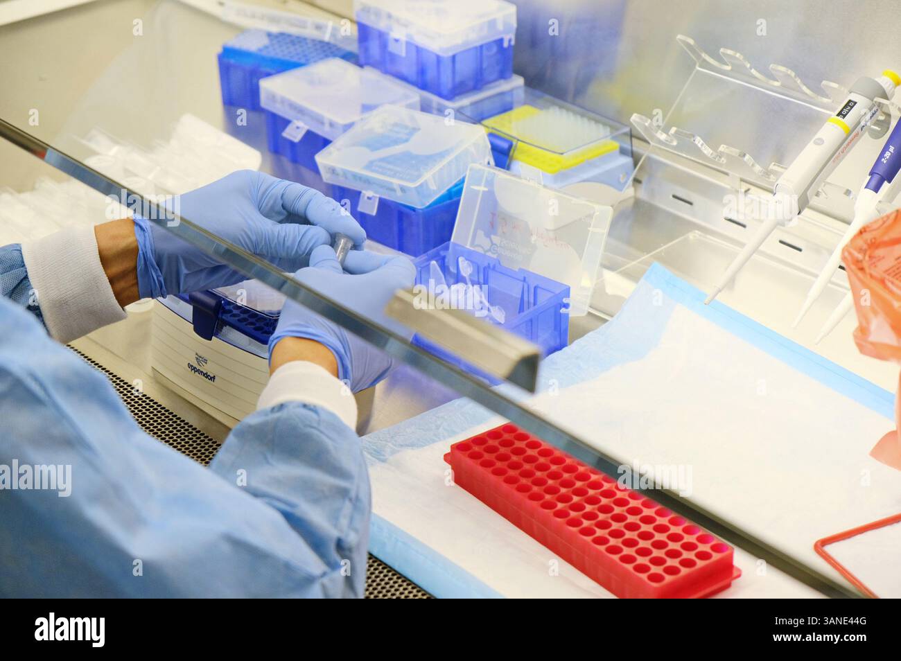 Conducting laboratory tests with different viruses and strains Stock ...