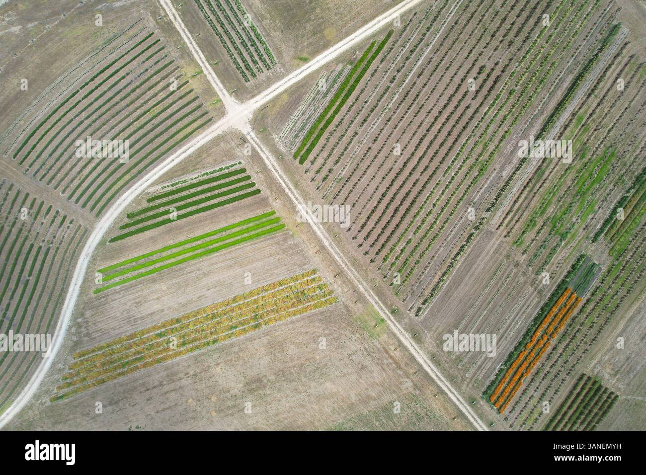 Aerial view of beautiful rose plantation fields with natural green rows ...