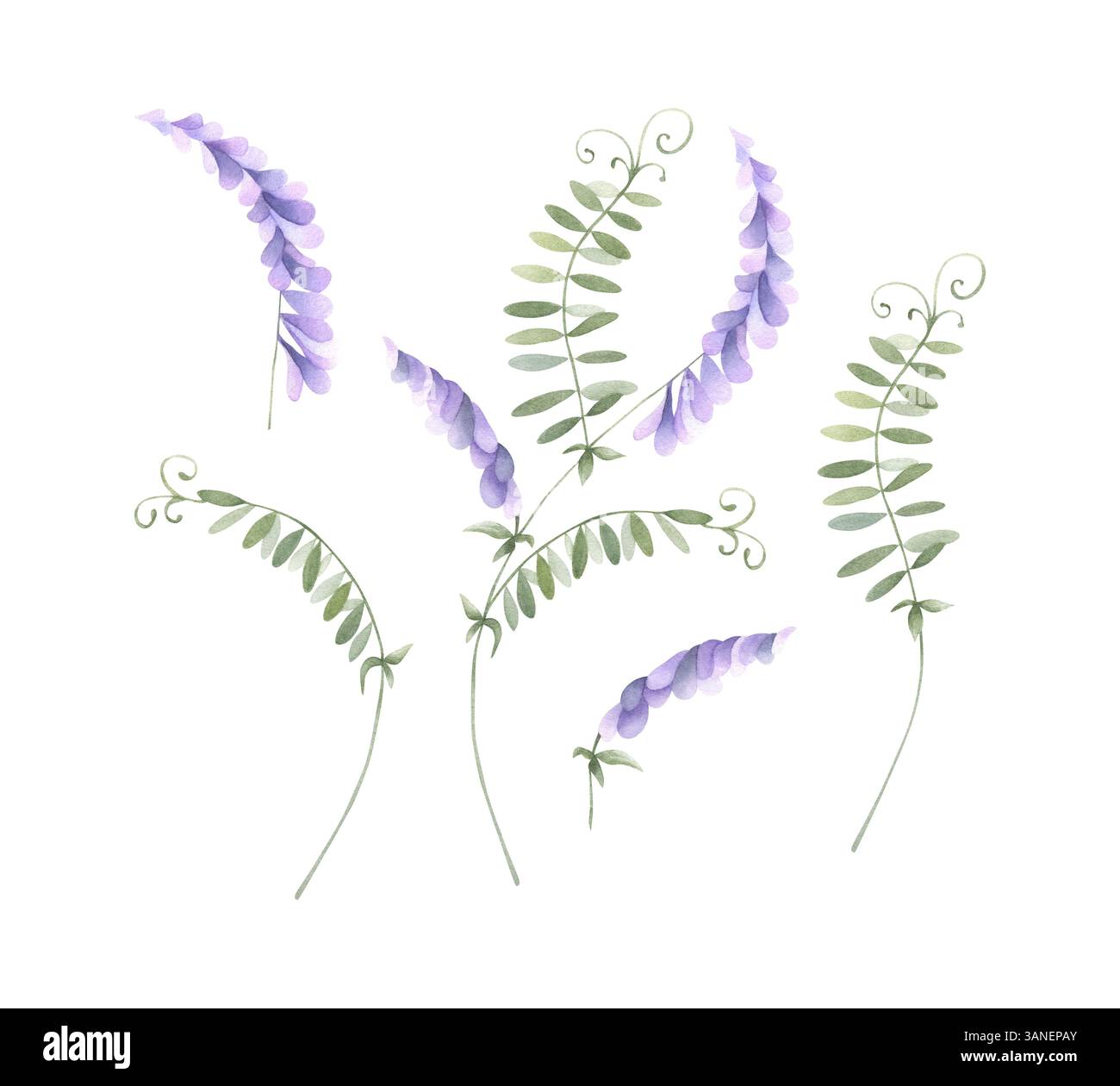 Mouse pea wildflower with lilac purple buds and green leaves. Hand ...