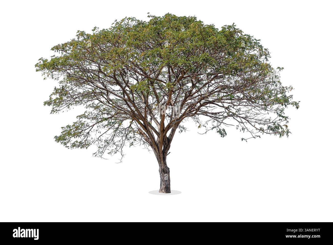 Tree green color isolated on white background Stock Photo - Alamy