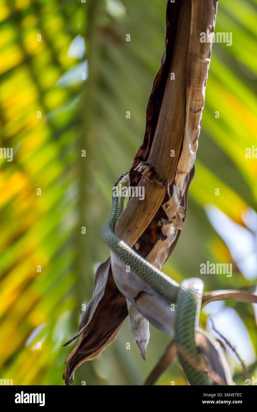 Snake (Chrysopelea ornata, Golden tree snake, Ornate flying snake ...