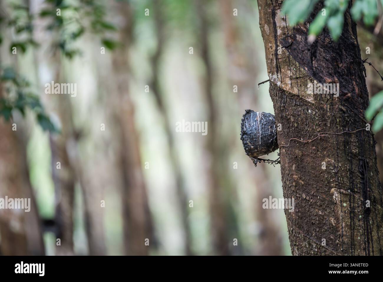 Rubber tree in row at a rubber tree plantation natural latex is a ...